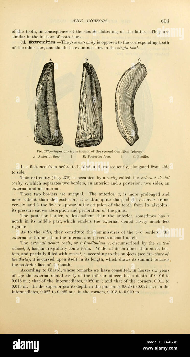 This illustration shows the detailed exterior anatomy of a horse ...