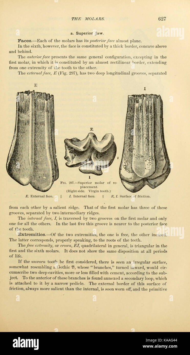 This illustration on page 627 from a book details the exterior anatomy ...
