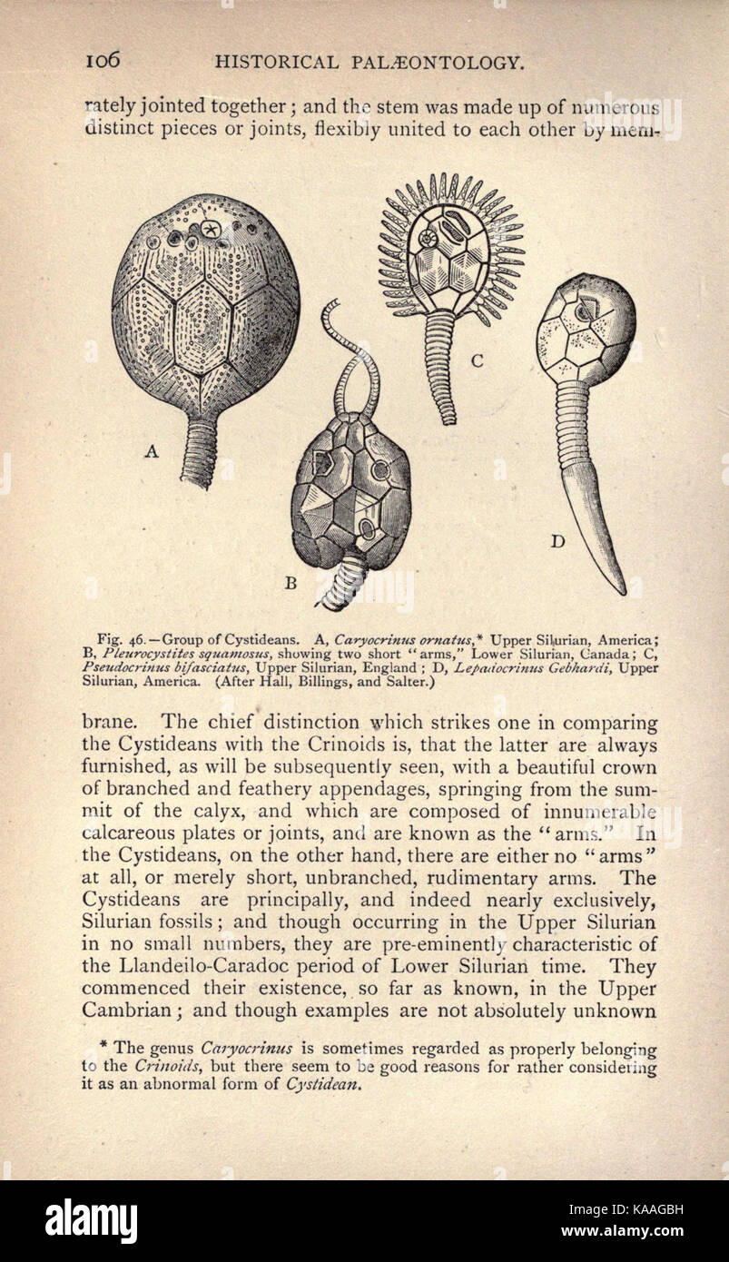 The ancient life history of the earth (Page 106) BHL16764280 Stock ...