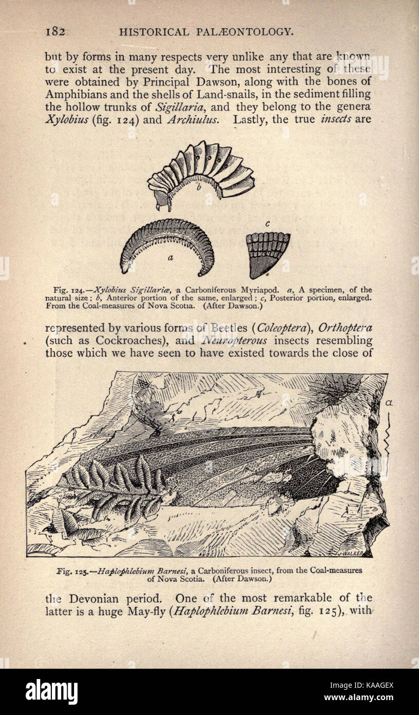 The ancient life history of the earth (Page 182) BHL16764356 Stock ...