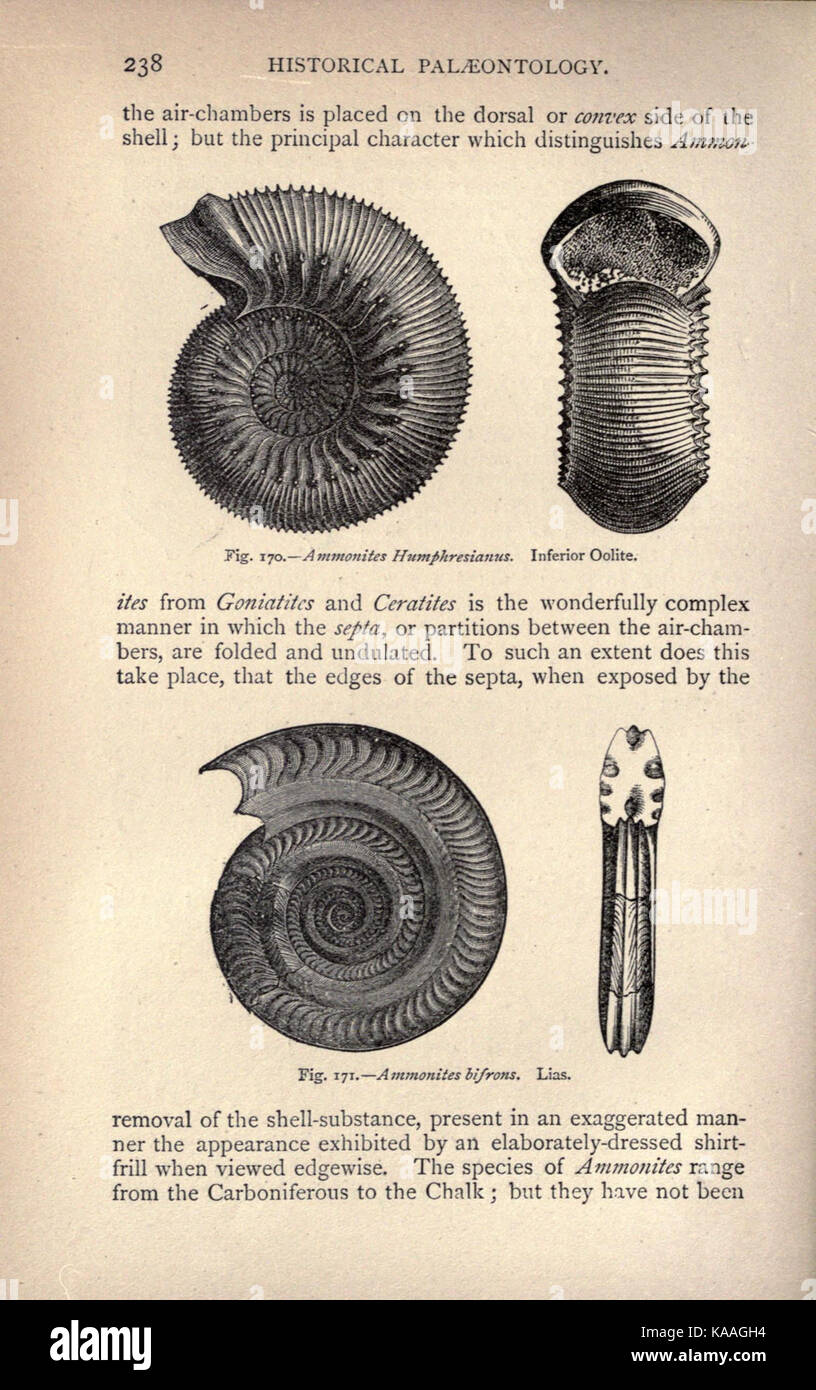 The ancient life history of the earth (Page 238) BHL16764412 Stock ...