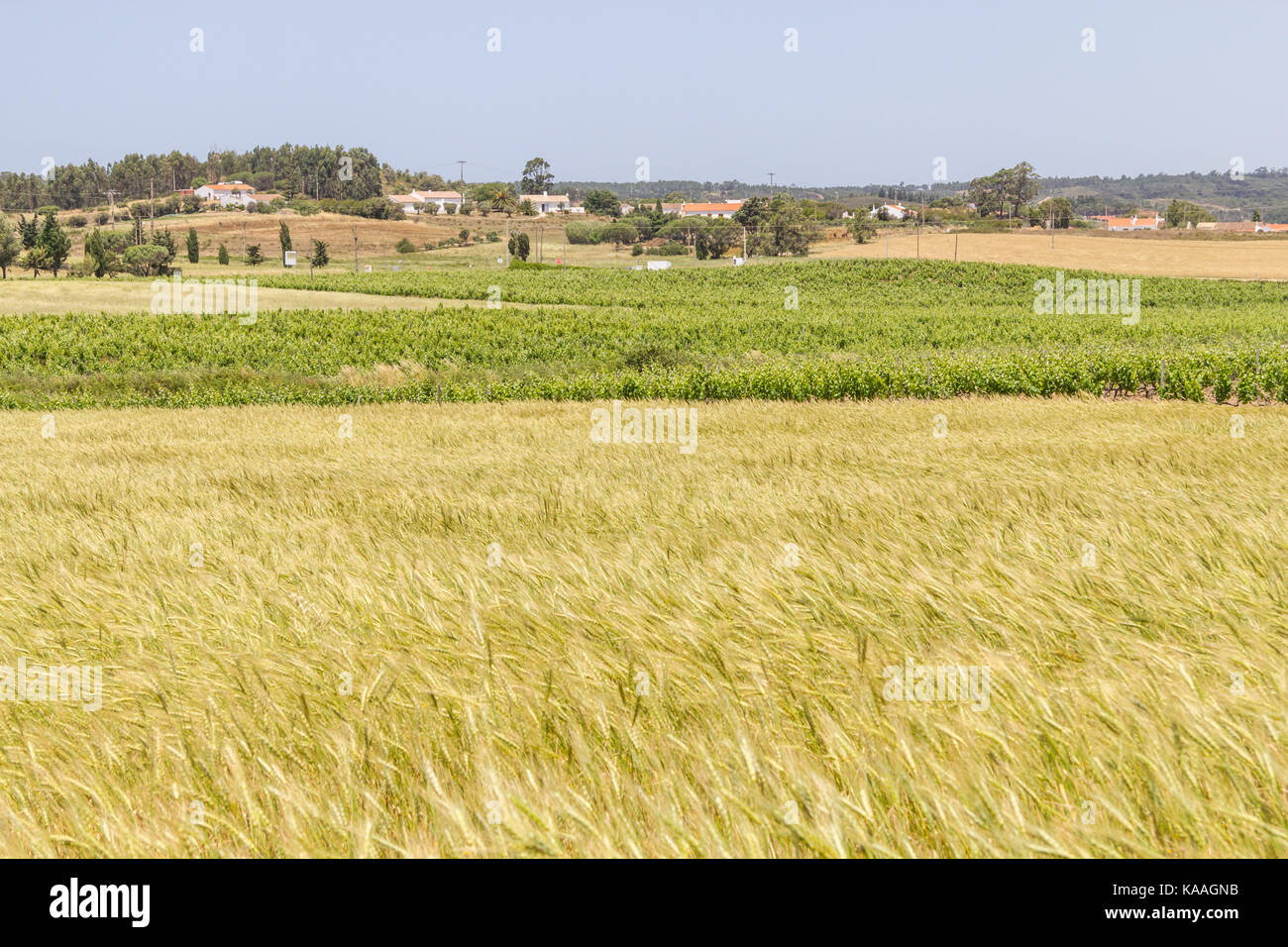 Wheat and grape plantation in potuguese farms, Aljezur, Algarve ...