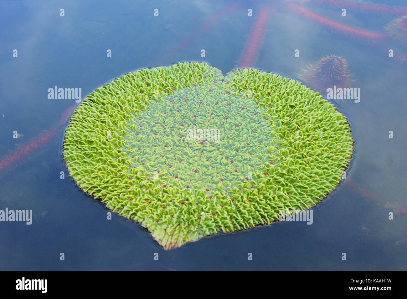 a tropical aquatic plant in the water Stock Photo - Alamy