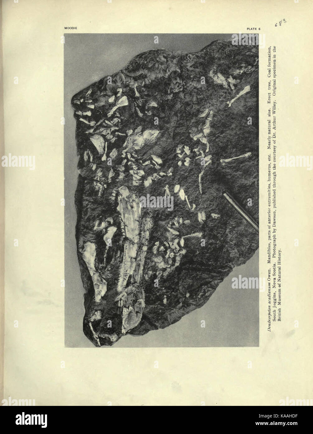 Amphibians of the carboniferous hi-res stock photography and images - Alamy