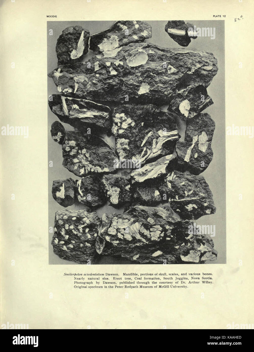 The coal measures Amphibia of North America (Page 105) BHL22917199 ...