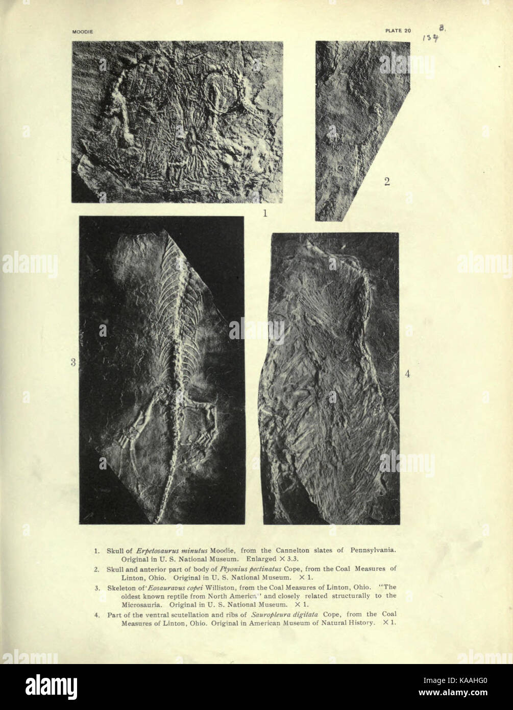 Ancient fossil measure hi-res stock photography and images - Alamy