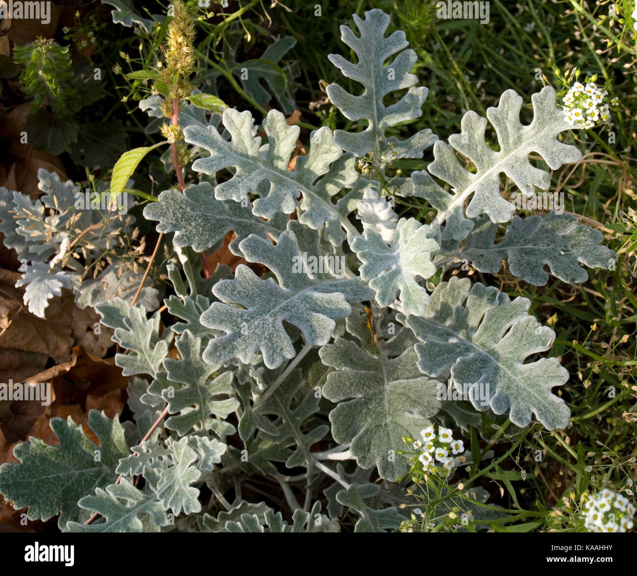 Senecio cineraria 'silverdust' hi-res stock photography and images - Alamy