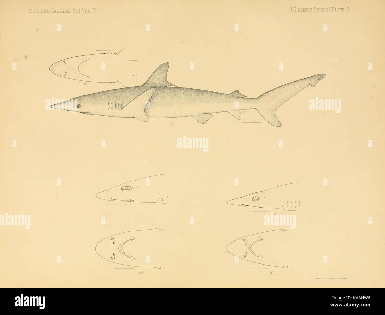 The fishes of Panama Bay (Plate I) (6353443393 Stock Photo - Alamy