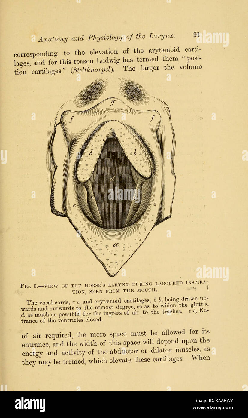 Roaring in horses (laryngismus paralyticus) (Page 91) BHL23567352 Stock ...