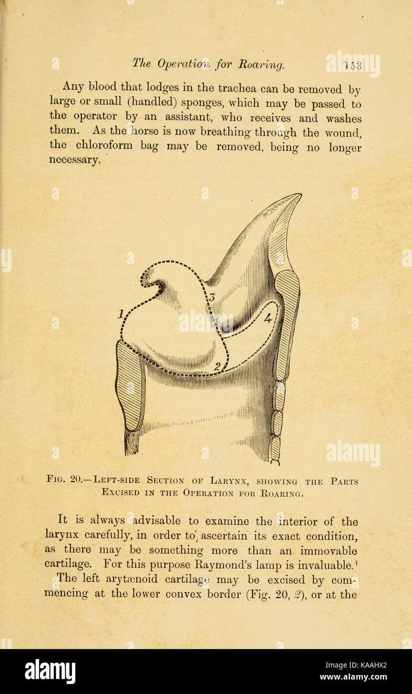 Roaring in horses (laryngismus paralyticus) (Page 153) BHL23567414 ...