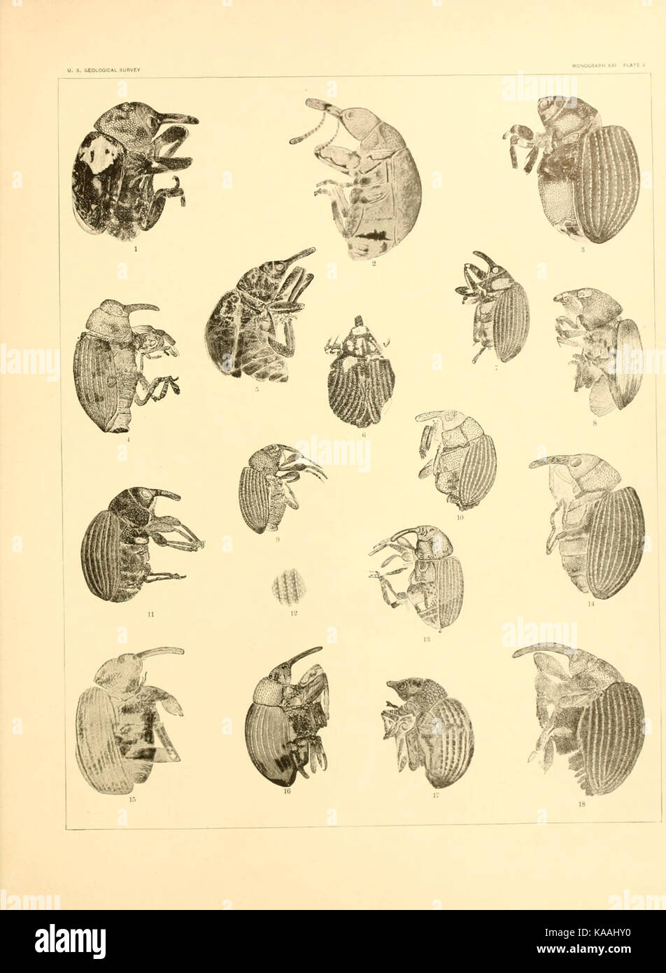 Tertiary rhynchophorous Coleoptera of the United States BHL9498786 ...