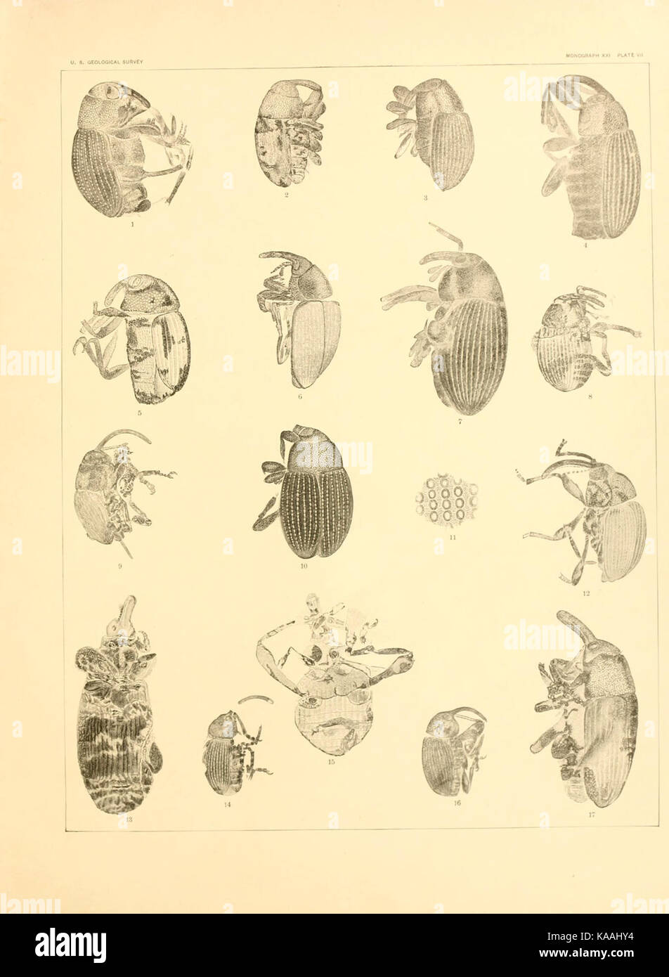 Tertiary rhynchophorous Coleoptera of the United States BHL9498794 ...