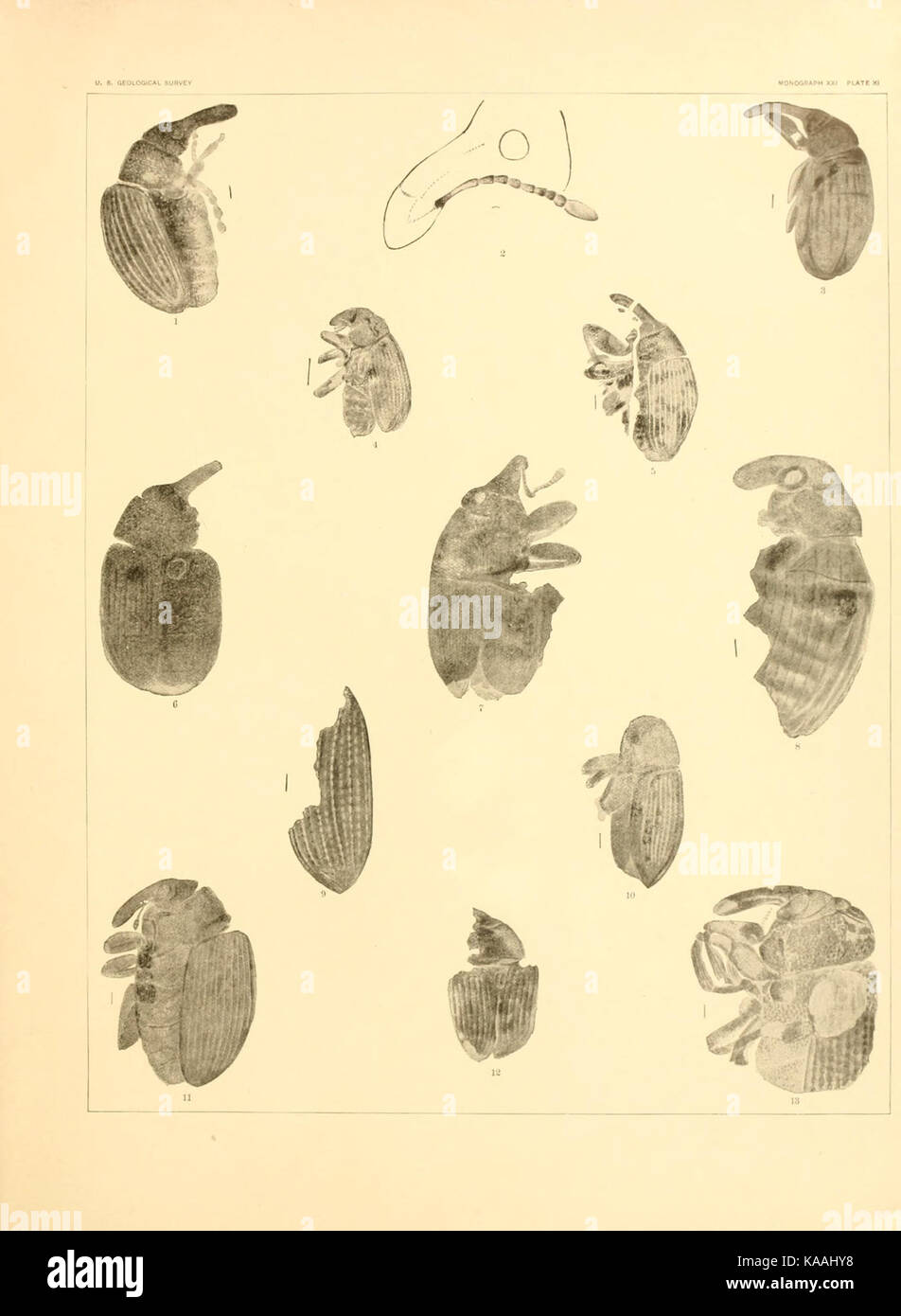Coleoptera classification literature hi-res stock photography and ...