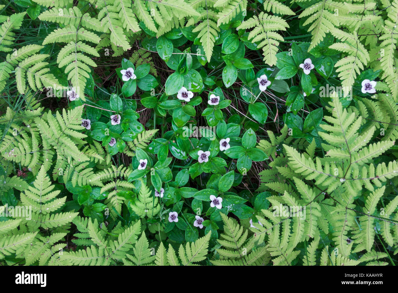 Fern Garden Autumn Stock Photos & Fern Garden Autumn Stock Images - Alamy