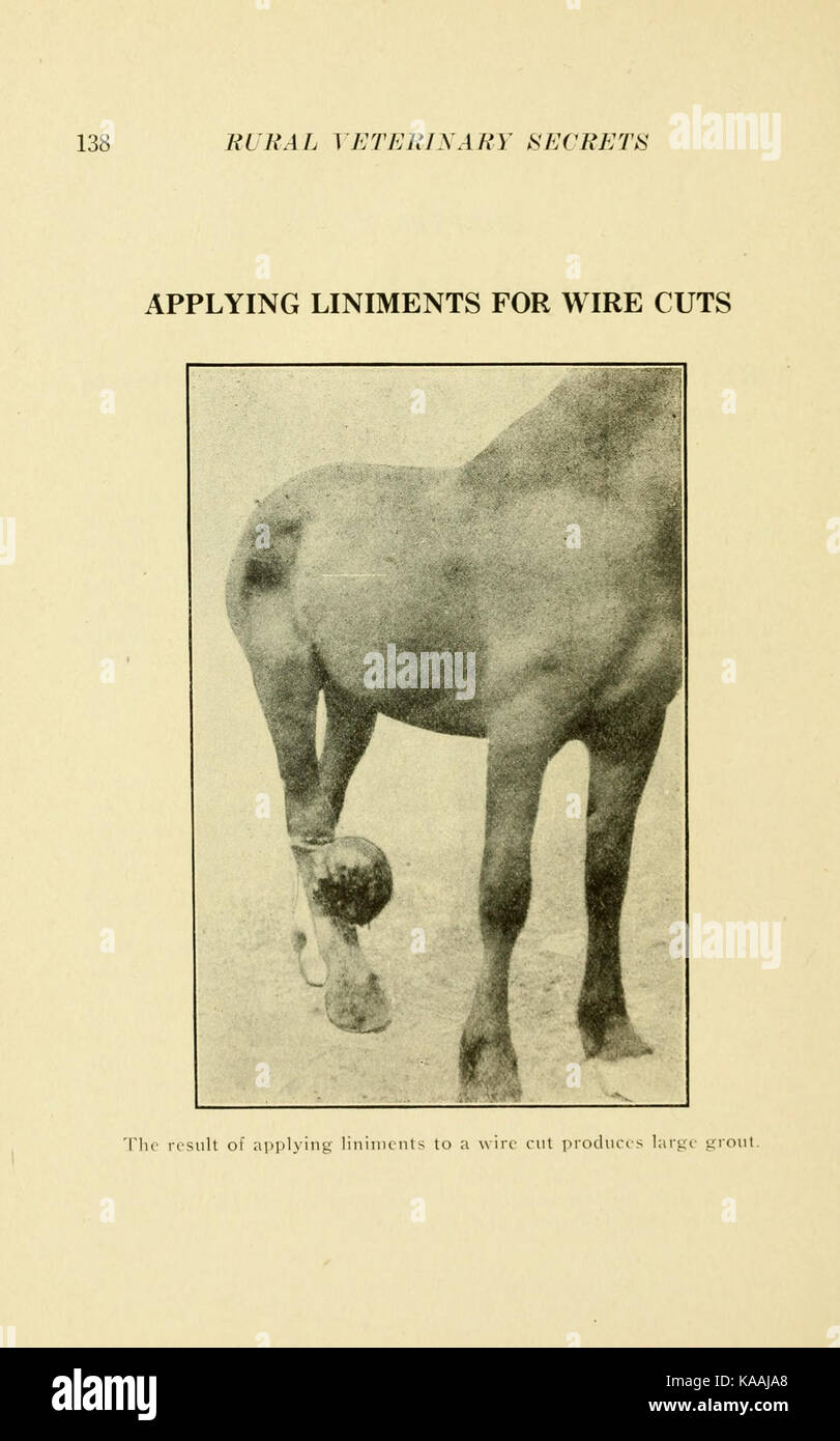 Veterinary practices hi-res stock photography and images - Alamy