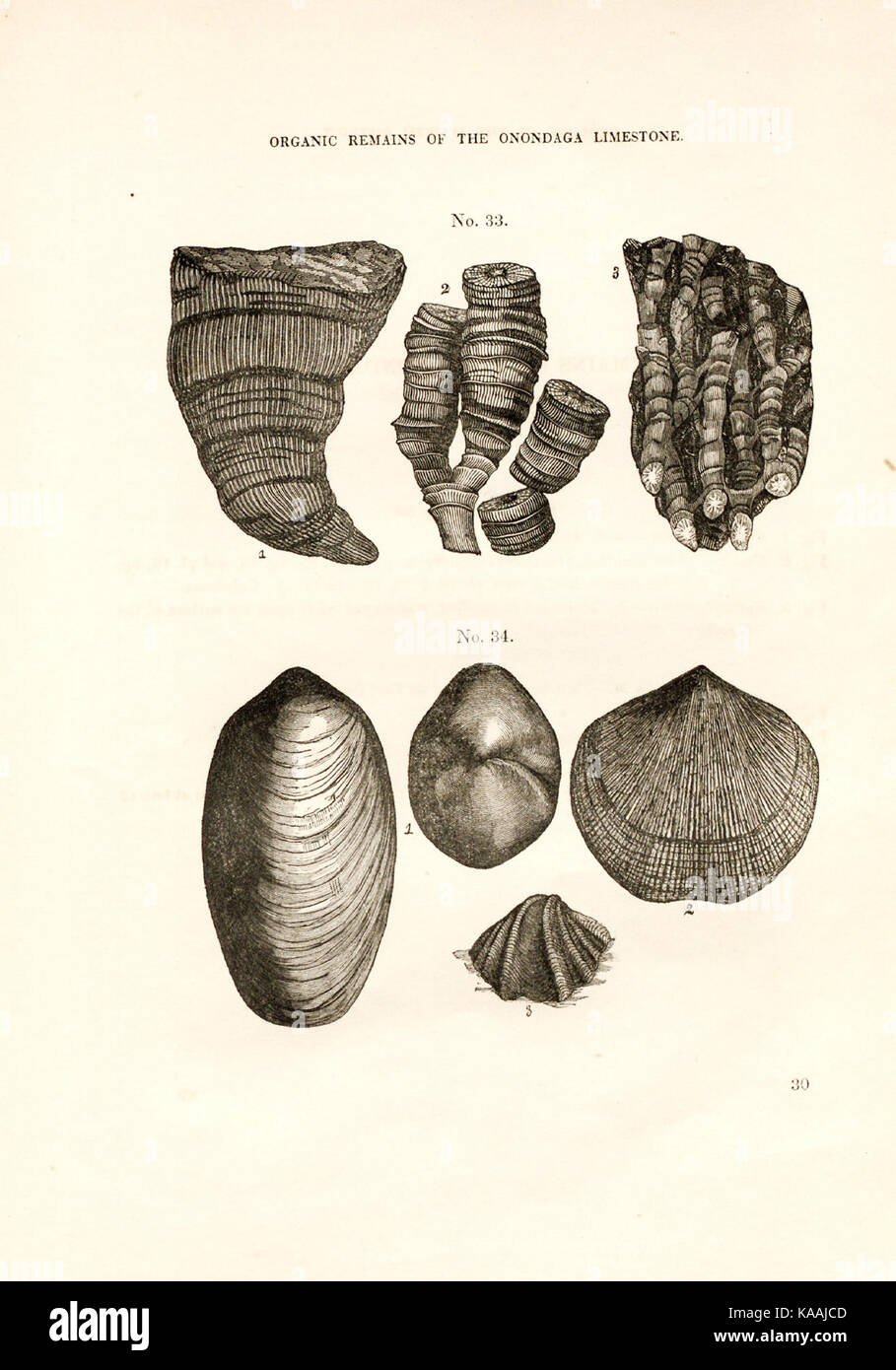 A page from 'Tables of Organic Remains', providing illustrations of ...