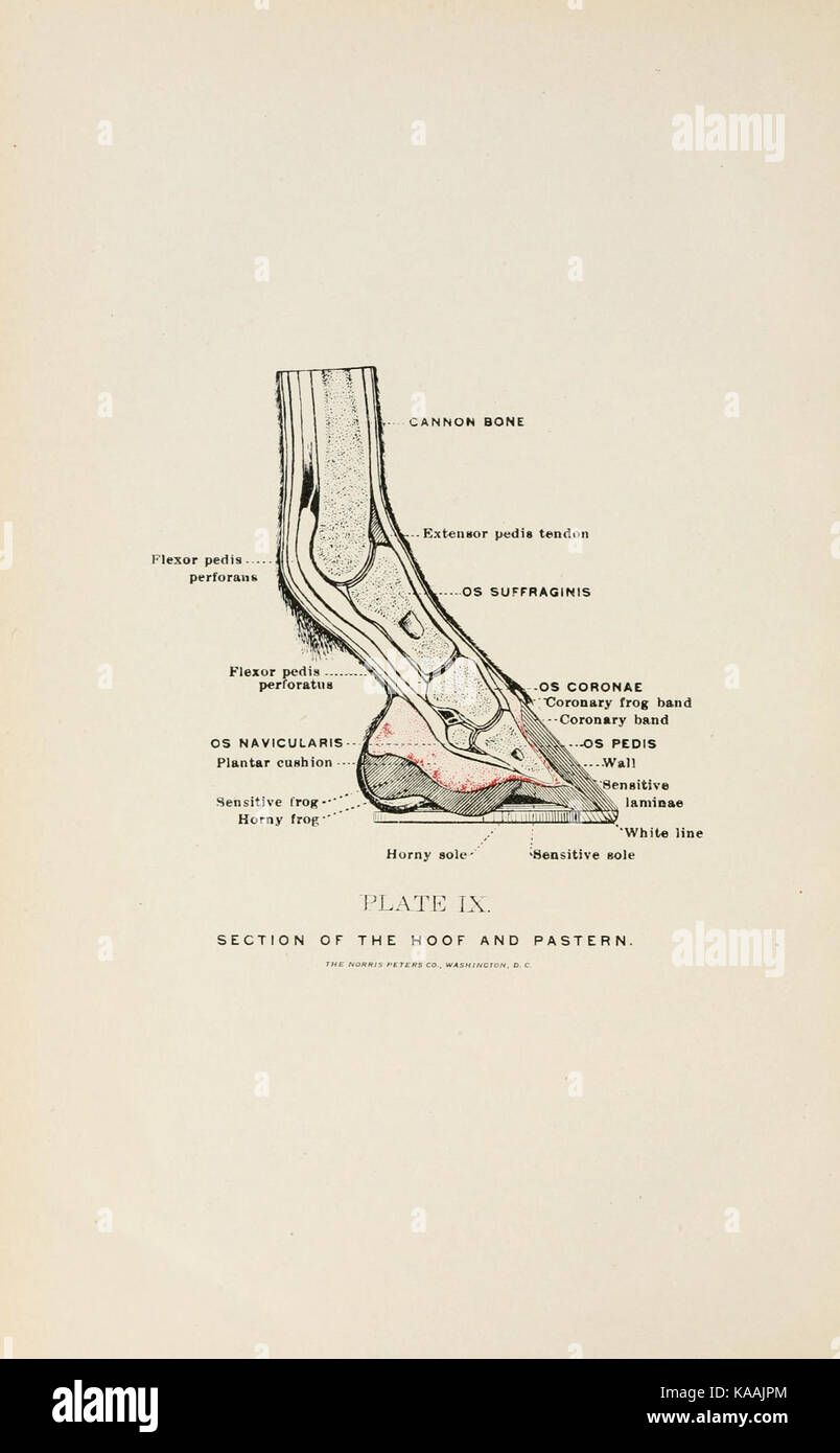 The army horse in accident and disease BHL16740428 Stock Photo - Alamy