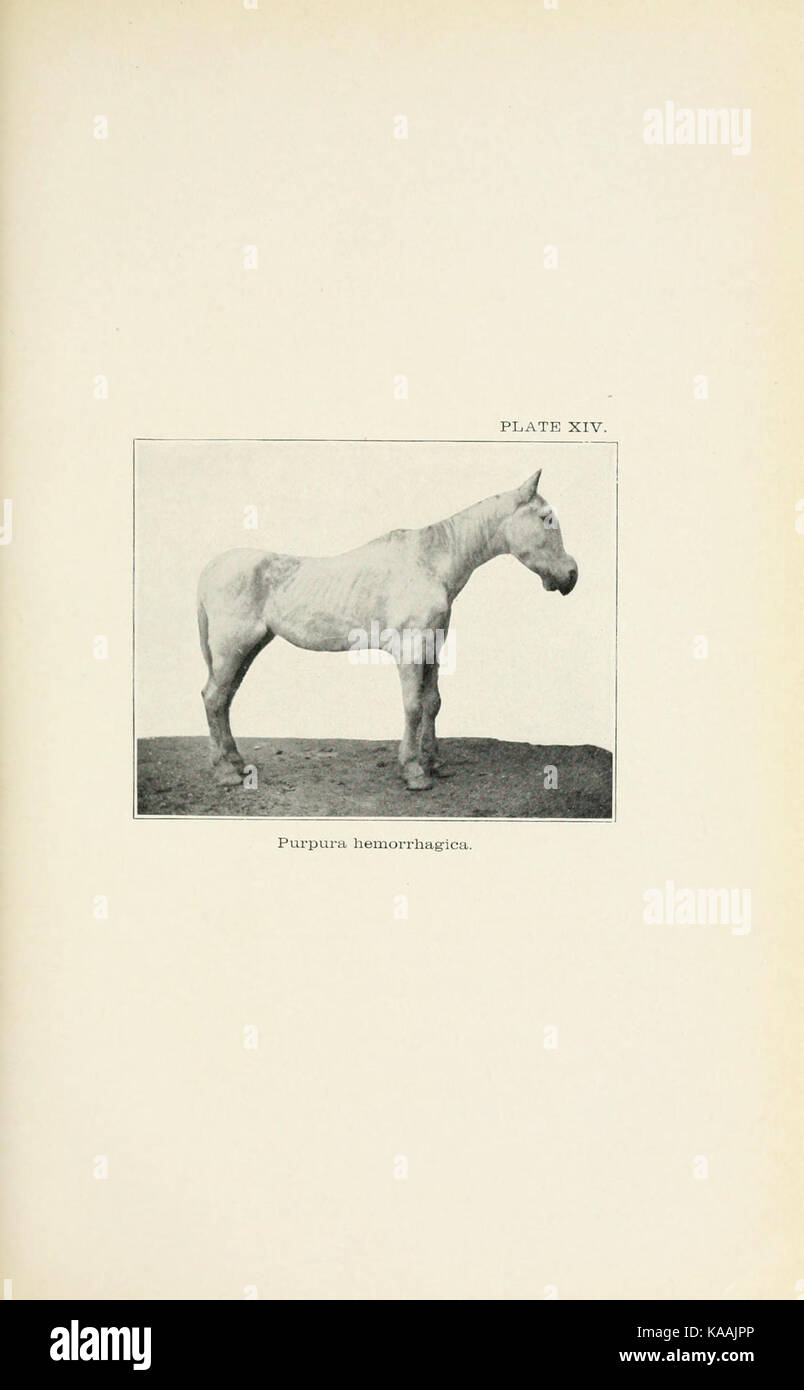 The army horse in accident and disease BHL16740473 Stock Photo - Alamy