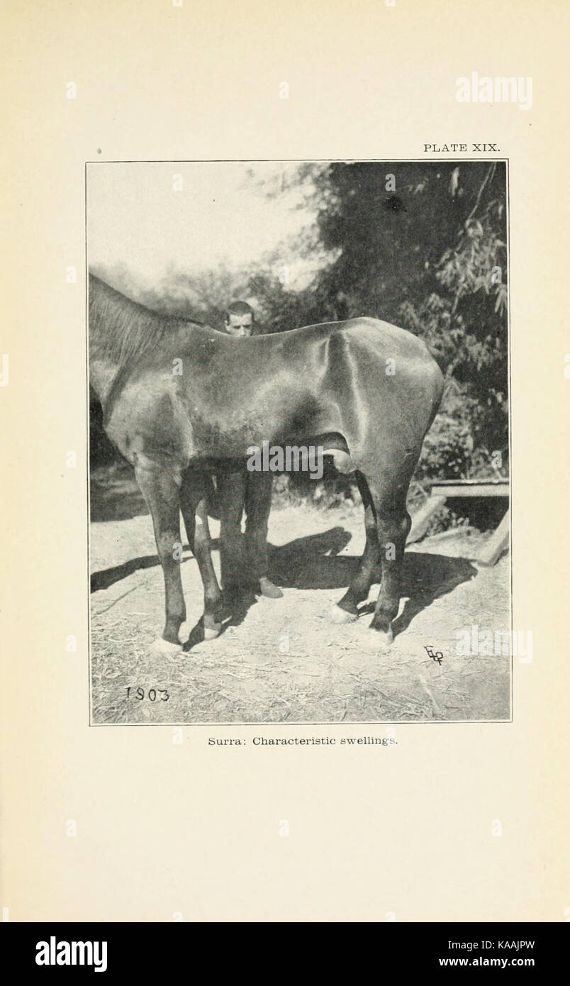 The army horse in accident and disease BHL16740507 Stock Photo - Alamy