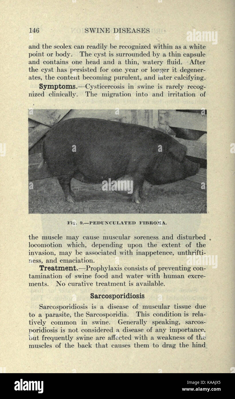 Swine productivity hi-res stock photography and images - Alamy