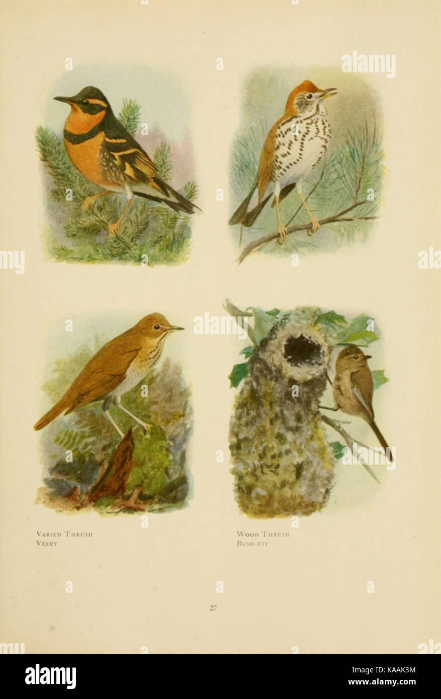 Birds 27 hi-res stock photography and images - Alamy