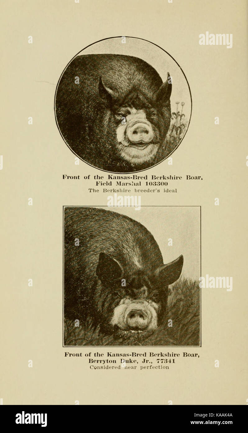 Historical illustration america hi-res stock photography and images - Alamy