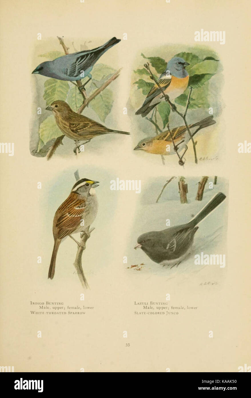 A page from 'The Book of Birds,' offering detailed illustrations and ...