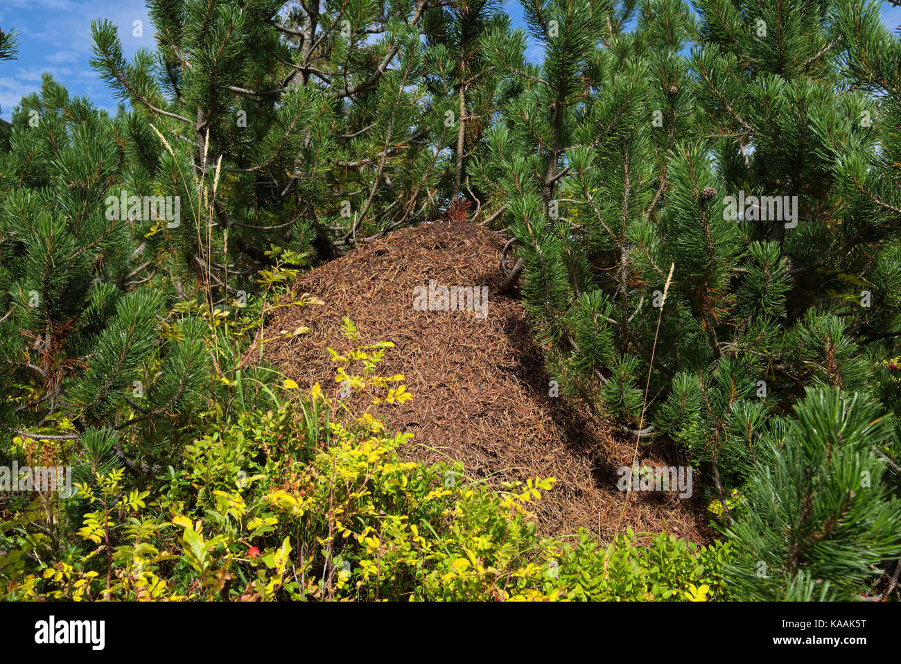 big anthill in the middle of conifers and plants, Bavaria, Germany ...