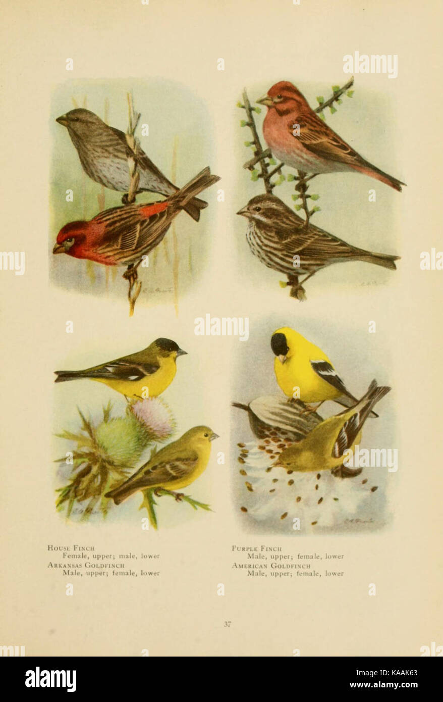 A page from *The Book of Birds*, featuring detailed illustrations and ...