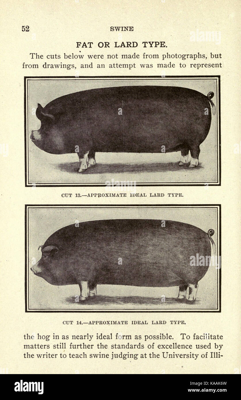 Swine; breeding, feeding and management (Page 52) BHL22849356 Stock ...