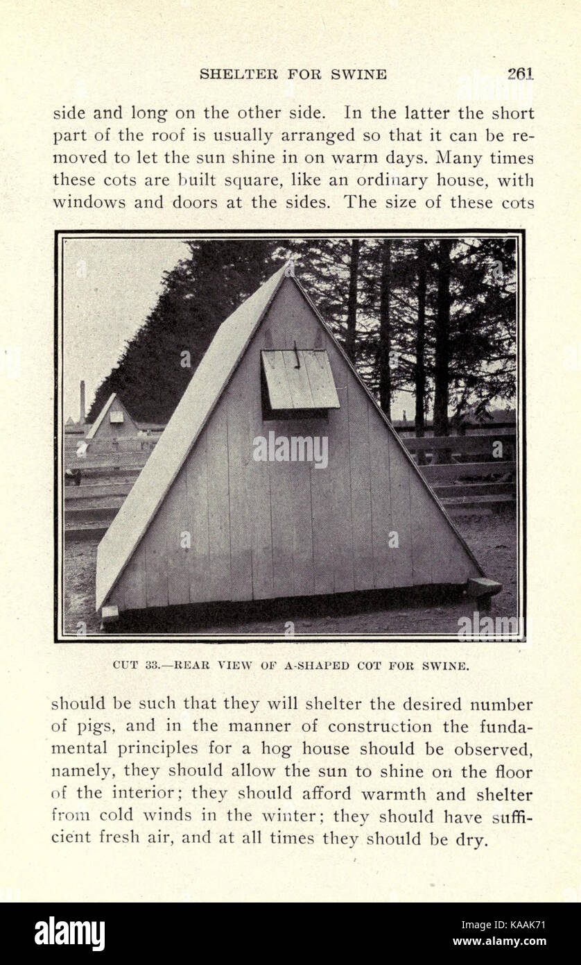 Swine; breeding, feeding and management (Page 261) BHL22849565 Stock ...