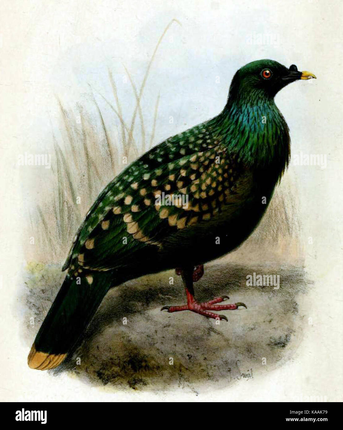 Spotted green pigeon Stock Photo - Alamy
