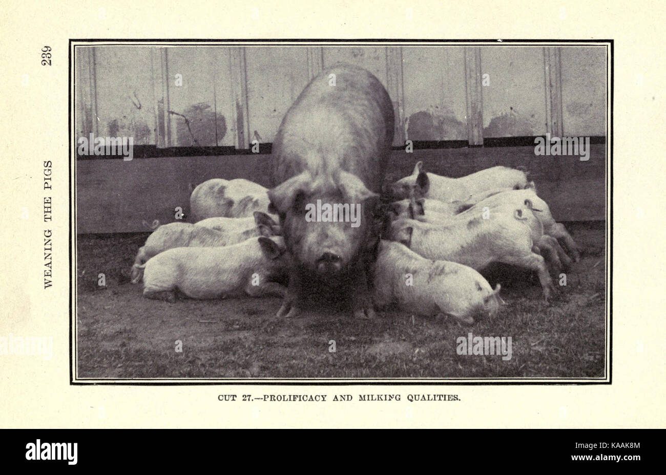 Swine; breeding, feeding and management (Page 239) BHL22849543 Stock ...