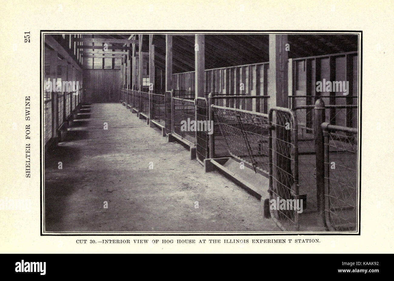 Swine; breeding, feeding and management (Page 251) BHL22849555 Stock ...