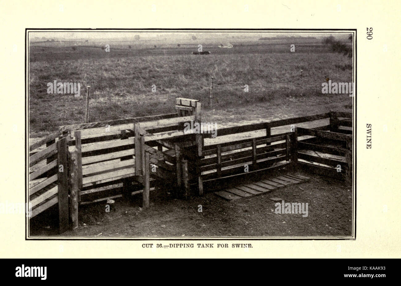 Swine; breeding, feeding and management (Page 290) BHL22849594 Stock ...