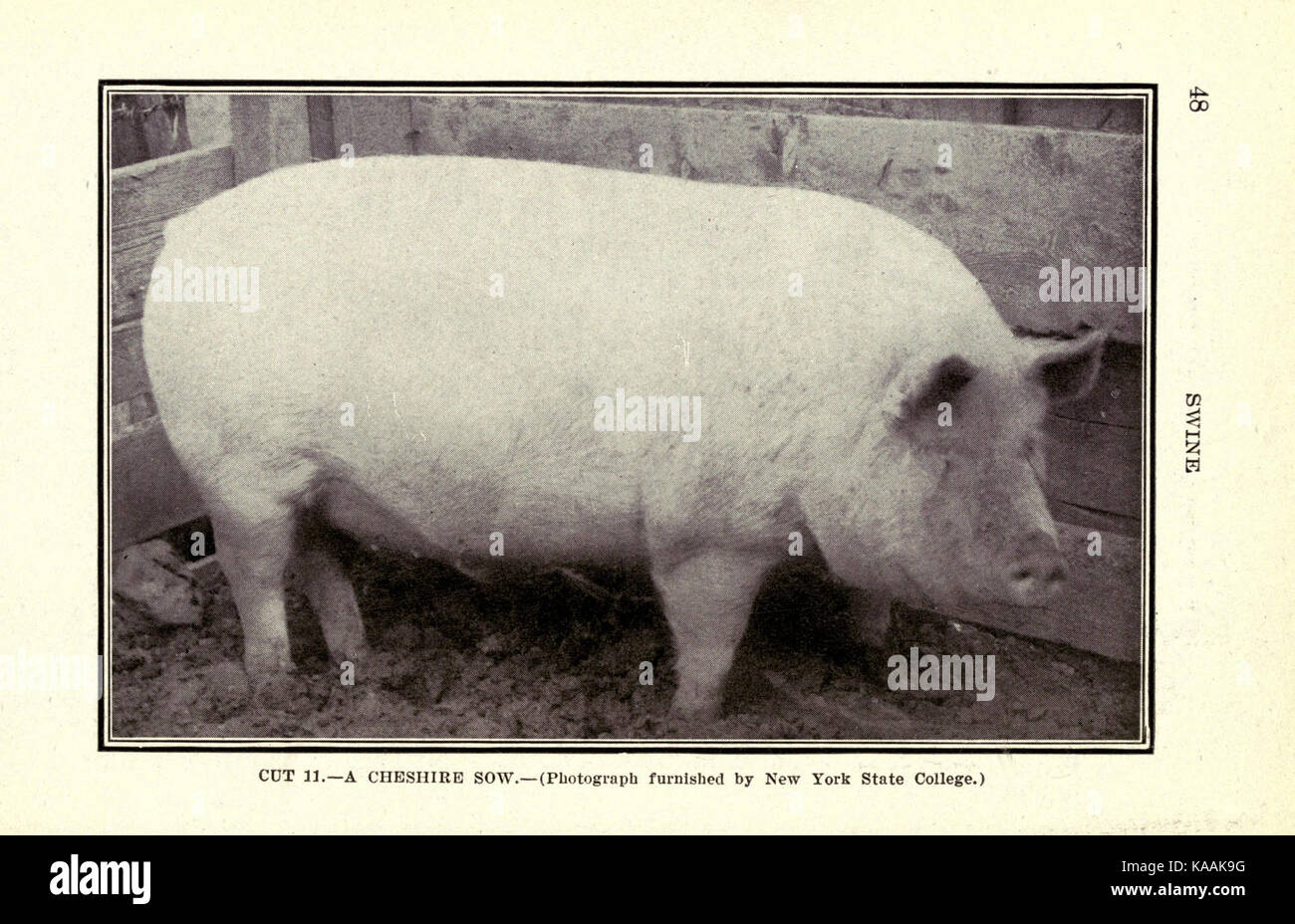 Swine; breeding, feeding and management (Page 48) BHL22849352 Stock ...
