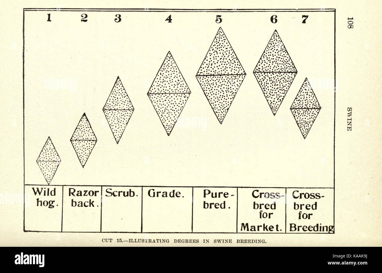 This page from 'Swine; Breeding, Feeding and Management' provides ...