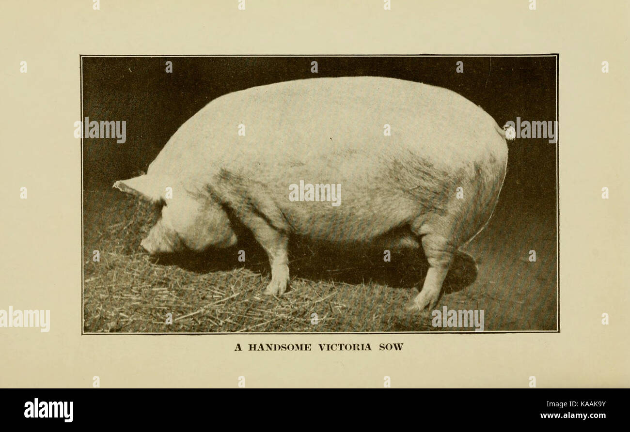 Swine in America BHL18118450 Stock Photo - Alamy