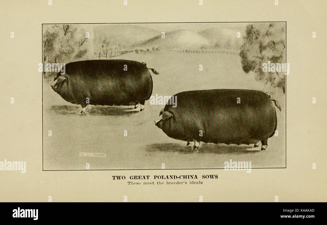 Swine in America BHL18118219 Stock Photo - Alamy
