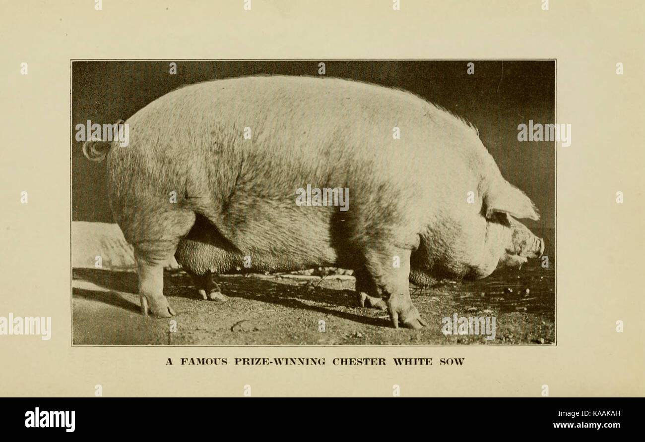Swine in America BHL18118258 Stock Photo - Alamy