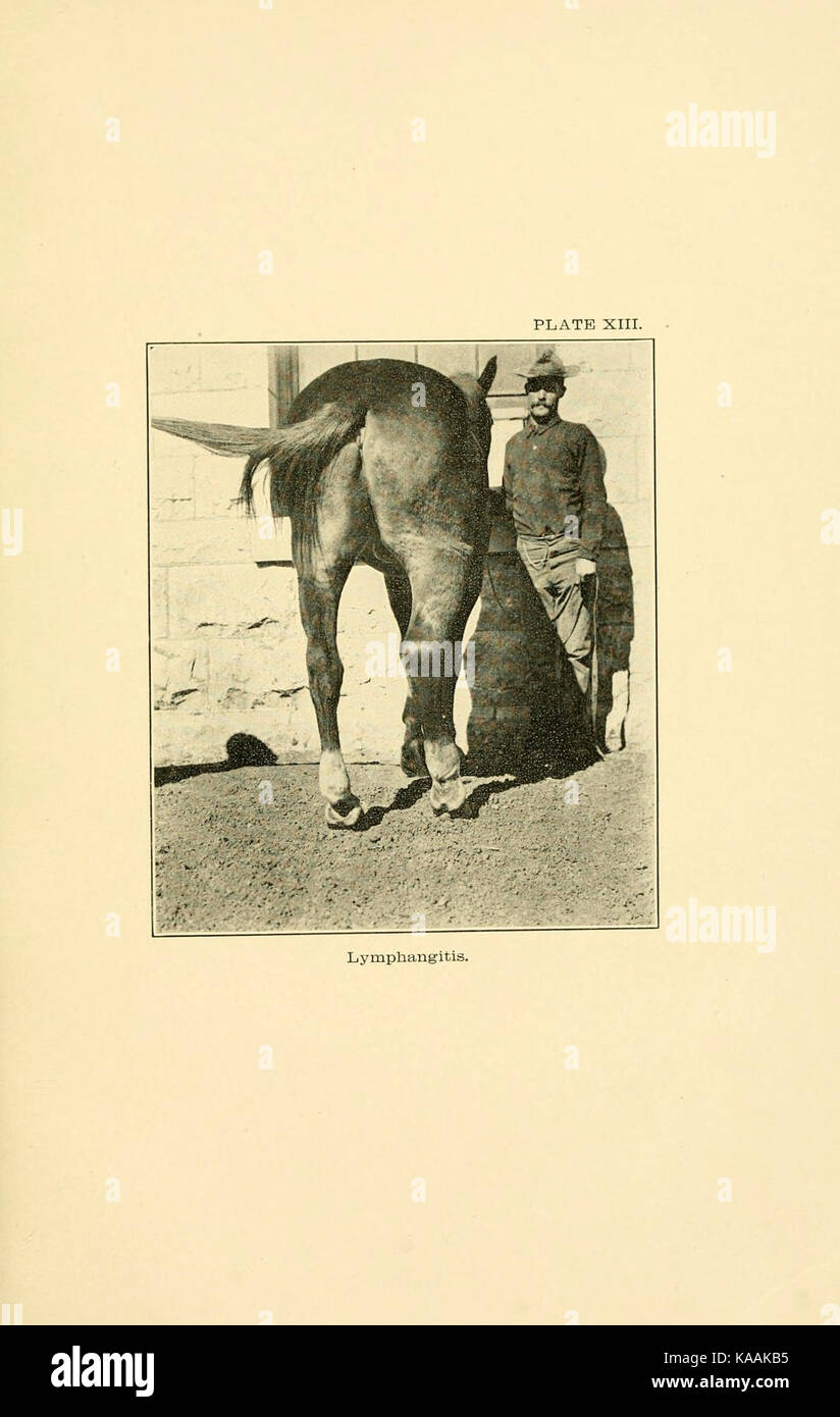 The army horse in accident and disease BHL19860841 Stock Photo - Alamy