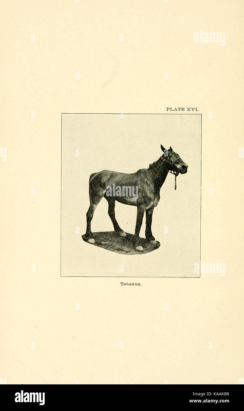 The army horse in accident and disease BHL19860854 Stock Photo - Alamy