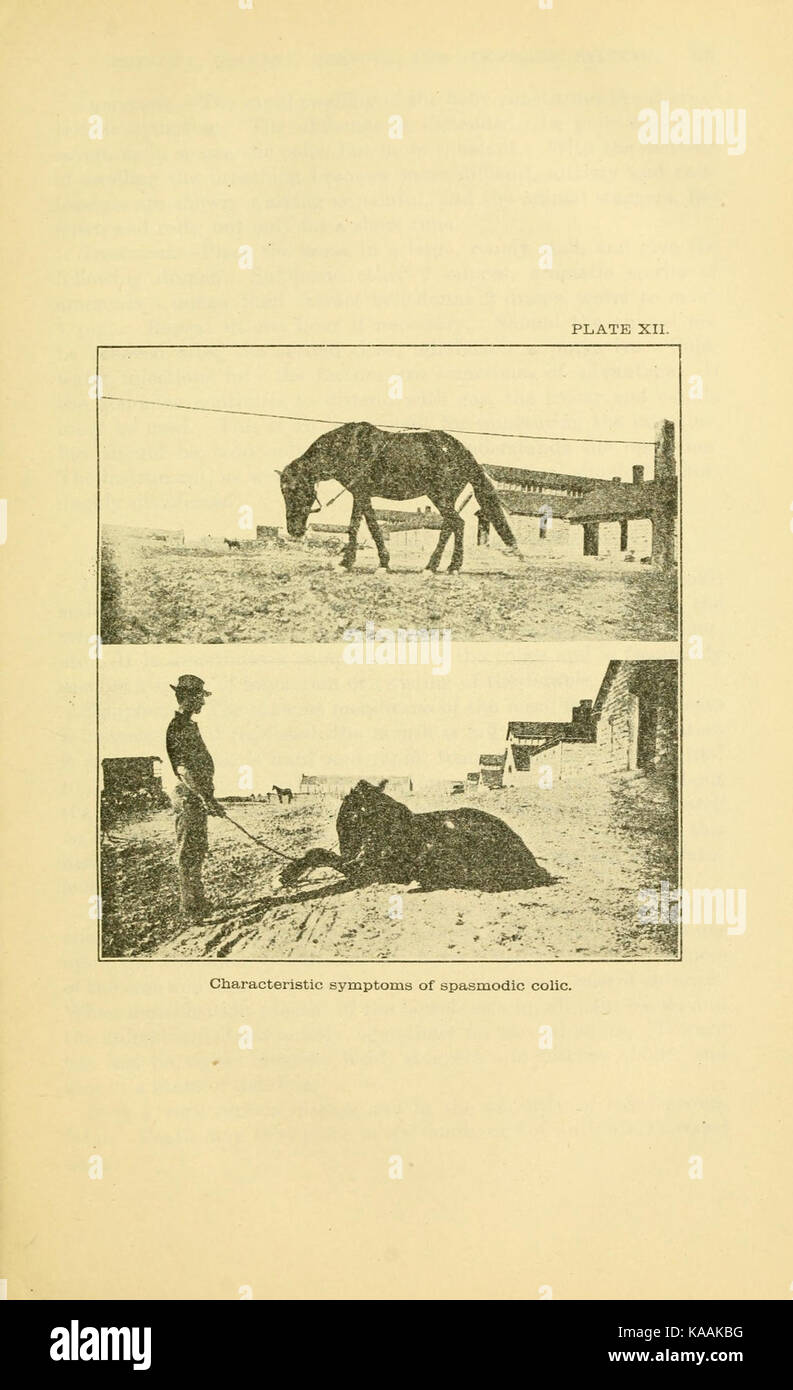 The army horse in accident and disease BHL19860655 Stock Photo - Alamy