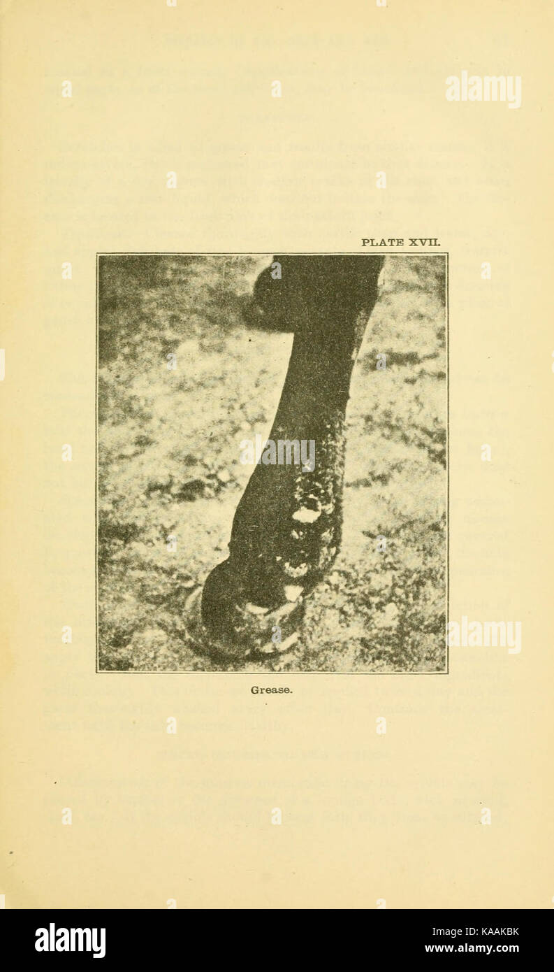 The army horse in accident and disease BHL19860681 Stock Photo - Alamy