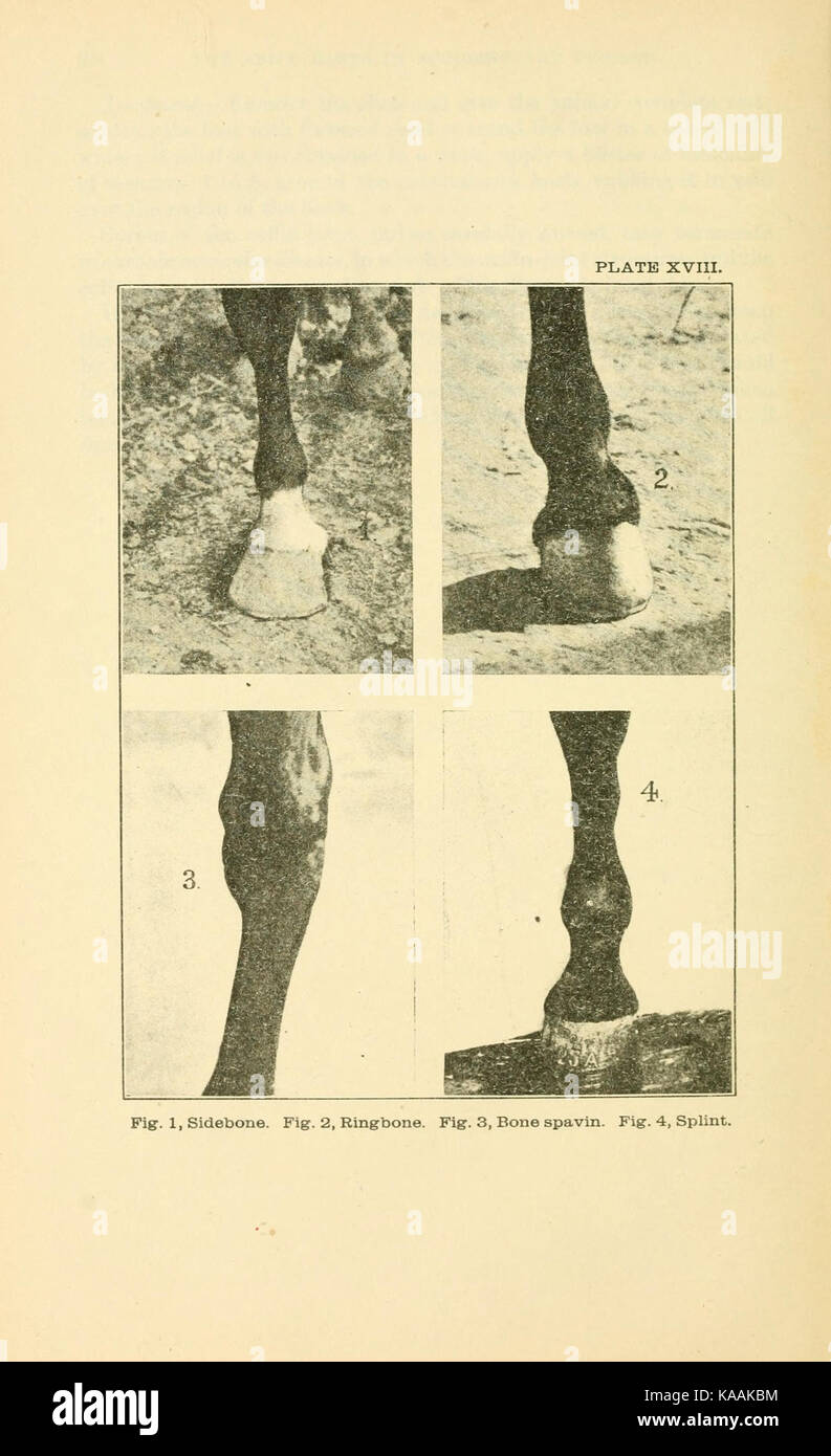 Army animals hi-res stock photography and images - Alamy