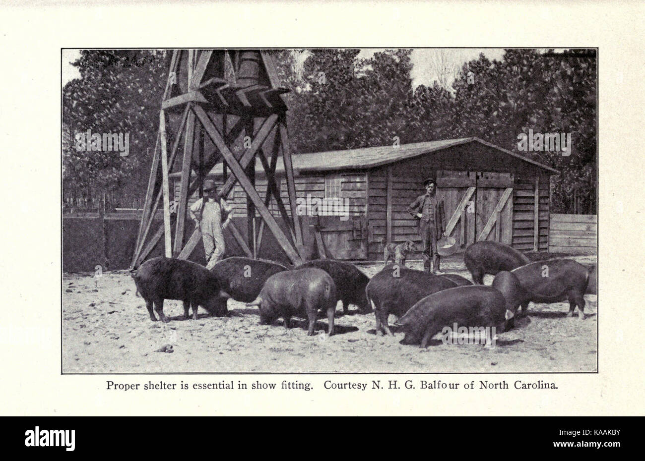 Southern pork production (Page 113) BHL20240284 Stock Photo - Alamy