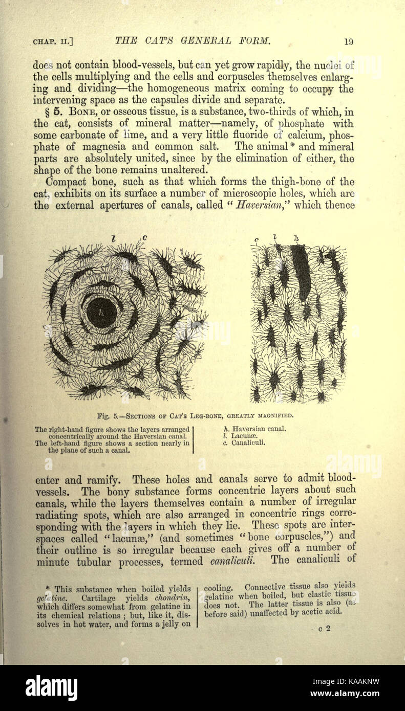 A detailed study of the cat, including its biology, behavior, and ...