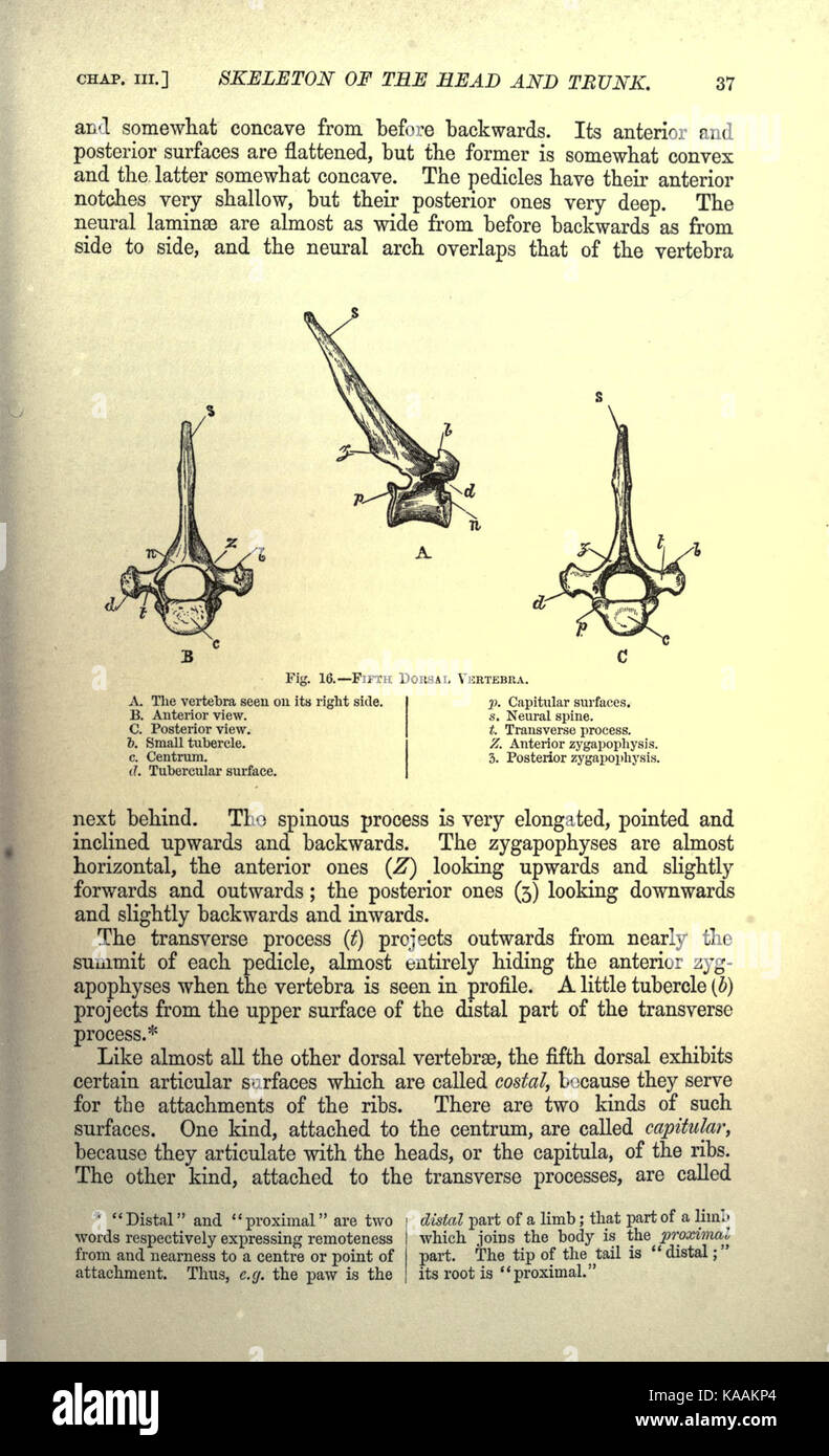 Cat 37 hi-res stock photography and images - Alamy