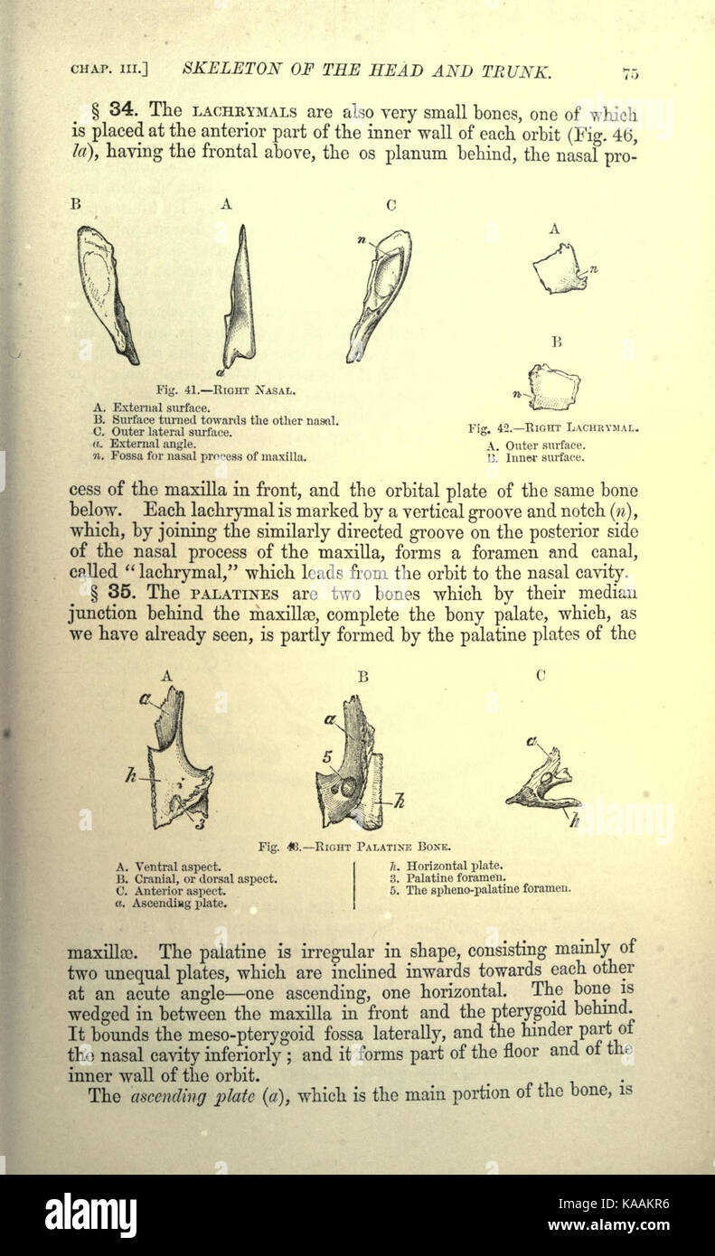 Cat 75 hi-res stock photography and images - Alamy