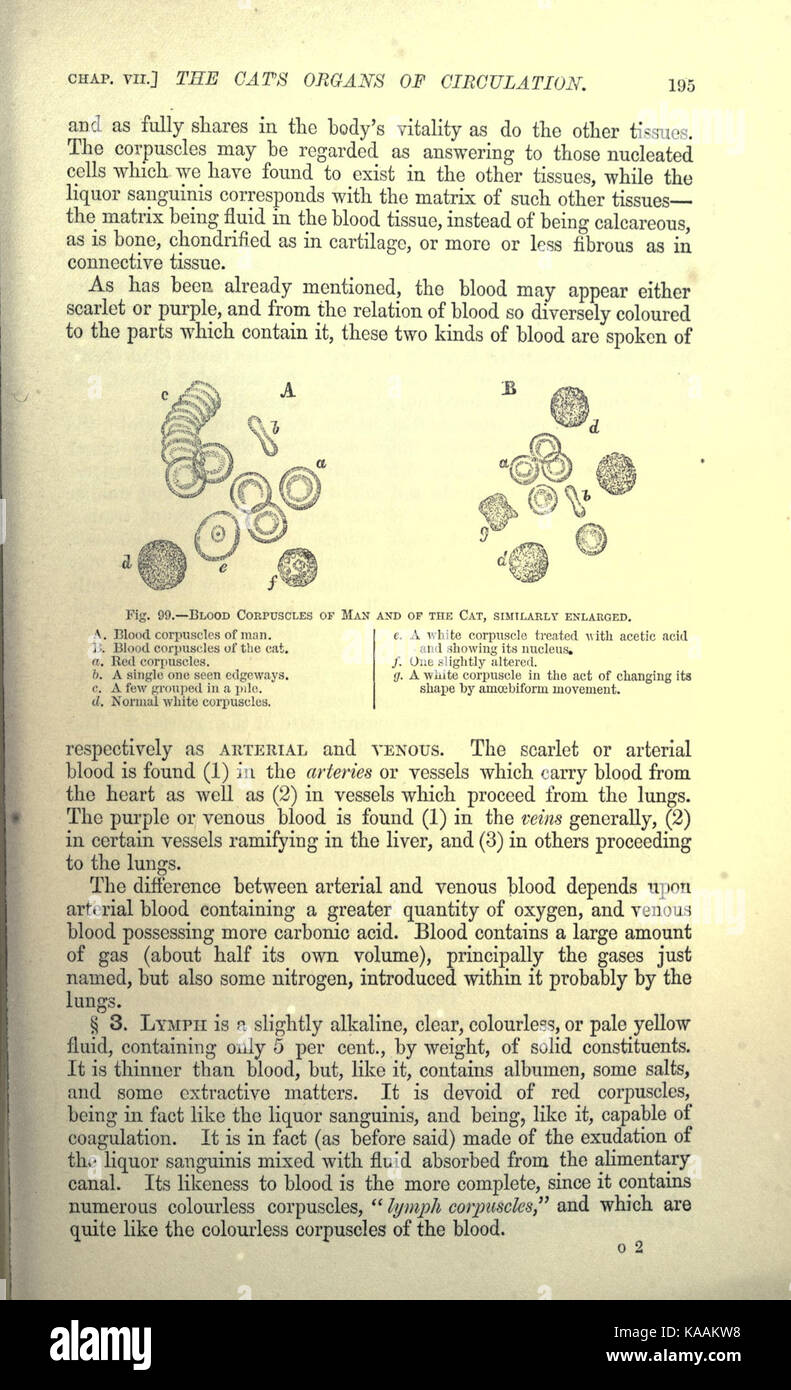 The cat (Page 195) BHL17970705 Stock Photo - Alamy